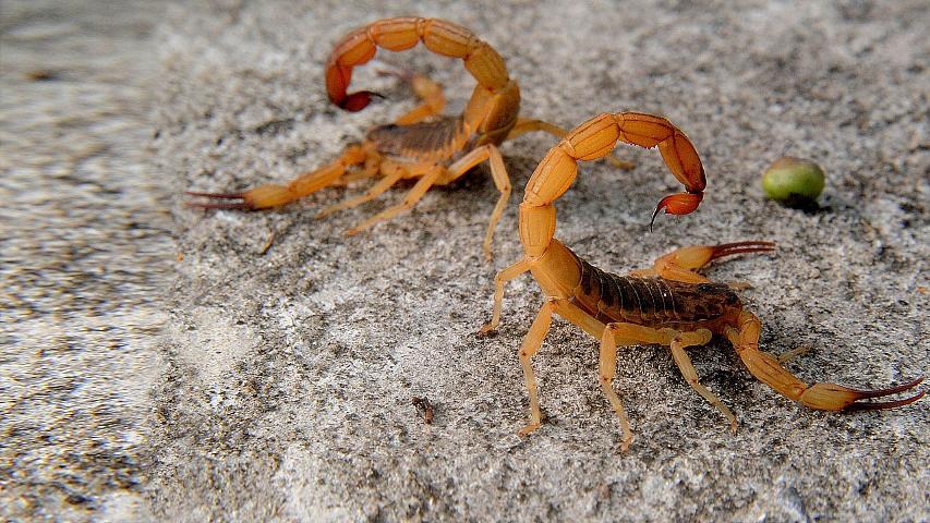 Jornal O Guaíra » Bichos peçonhentos - Jornal O Guaíra